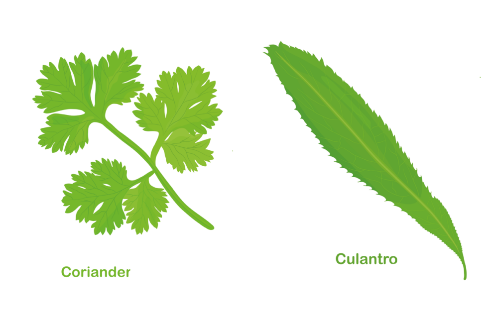 Cilantro Culantro: Diferencias y Usos en la Cocina | Arroz SOS