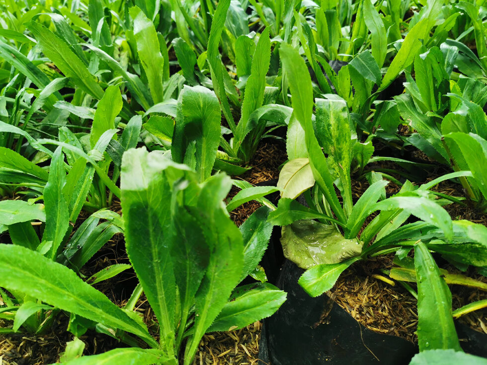 Todo sobre el culantro: beneficios, usos y cultivo | Arroz SOS