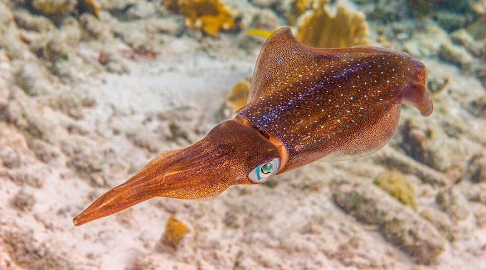 Diferencia Entre Pota y Calamar | Arroz SOS