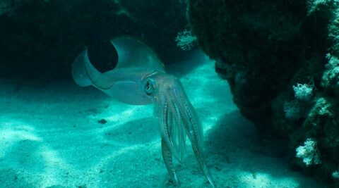 Qué Es La Pota: Diferencias Con El Calamar | Arroz SOS