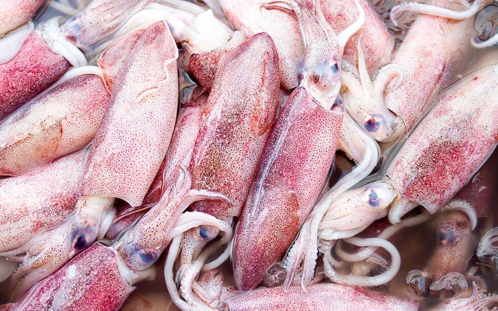 Qué Es La Pota: Diferencias Con El Calamar | Arroz SOS